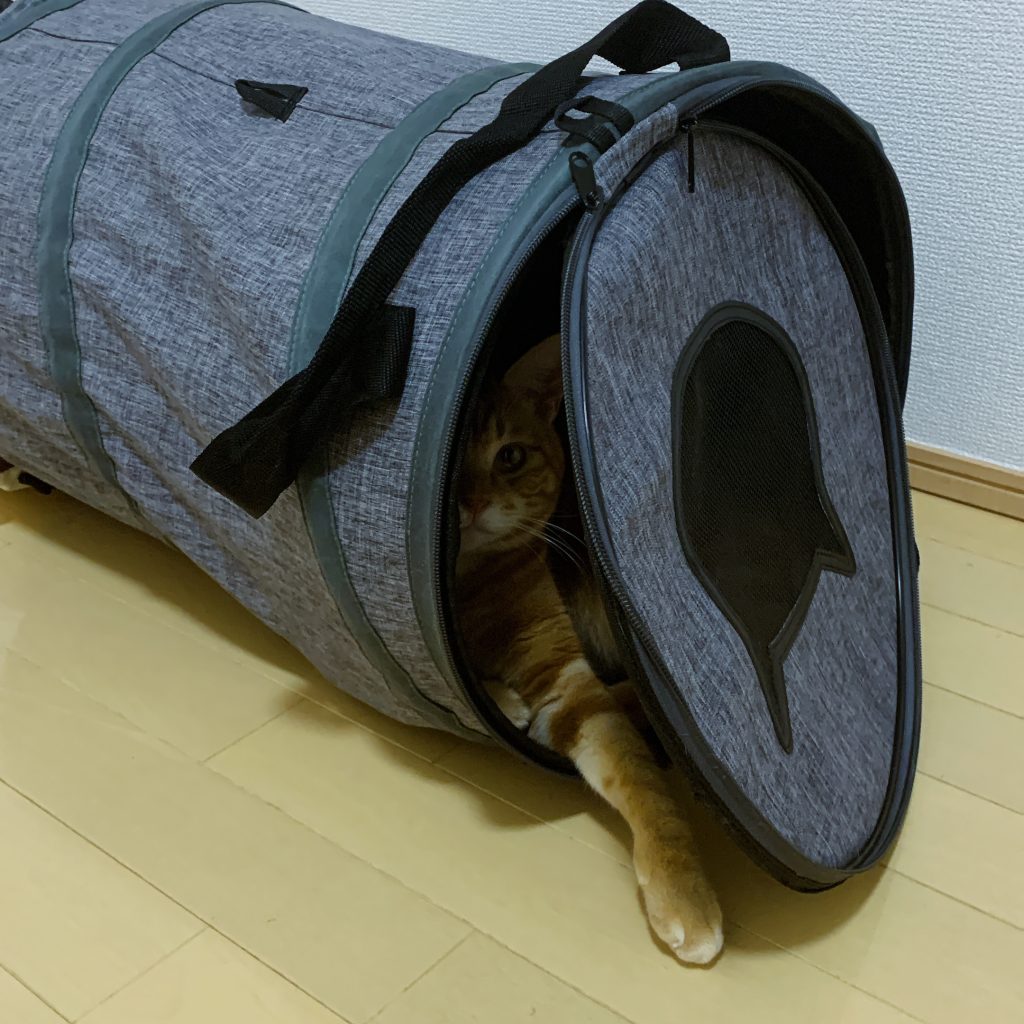 新米クリスチャン日記：第十六回「ペットは天国へ行けるの？」 - SOSTVSOSTV