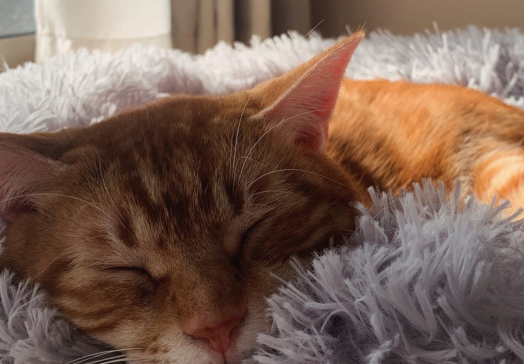 コラム - SOSTVSOSTV